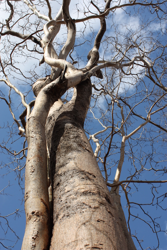 Getting to know timber: Millettia stuhlmannii - I Love Parquet